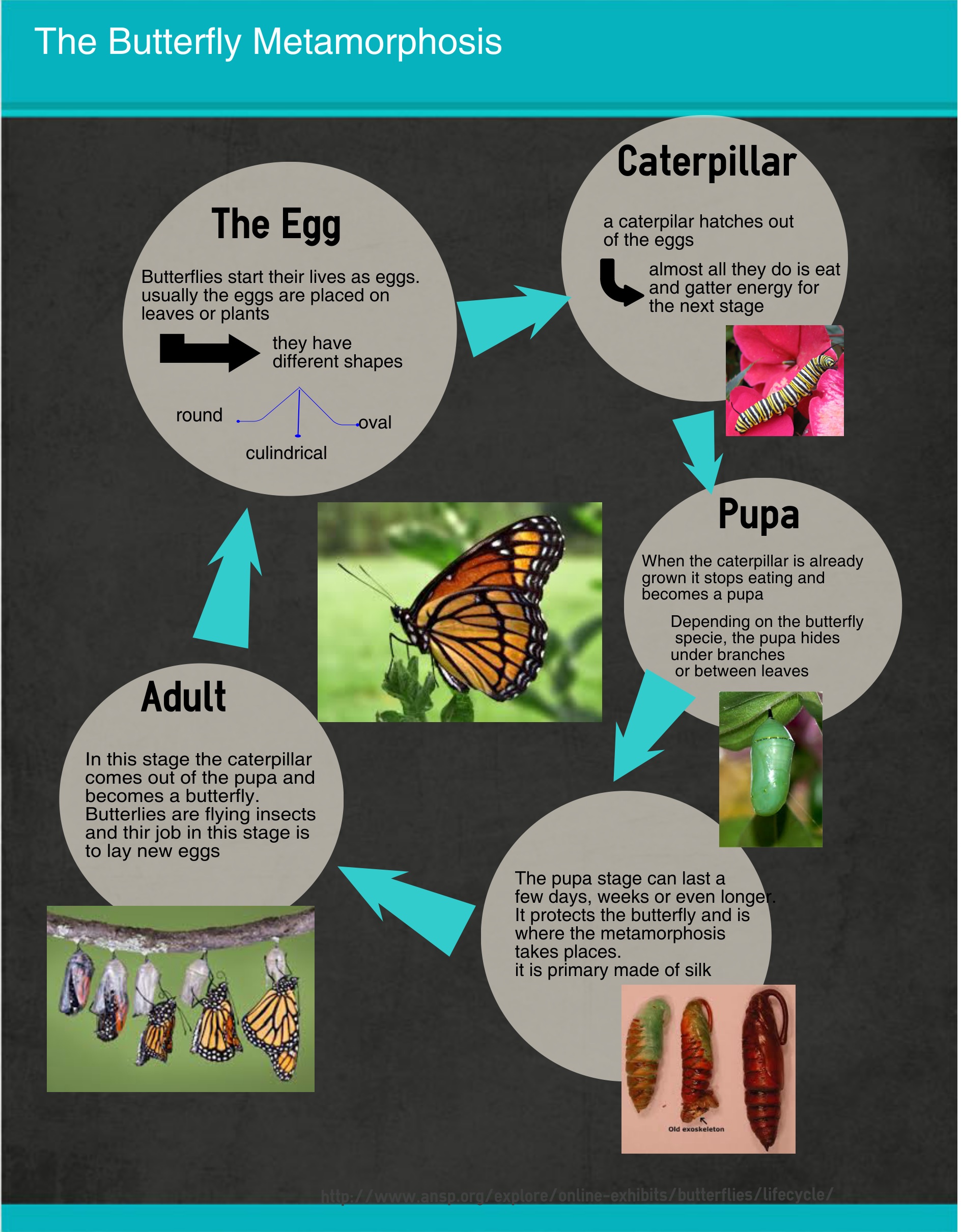 Butterfly-Update - Simple Infographic Maker Tool by Easelly Butterfly-Update - Simple Infographic Maker Tool by Easelly